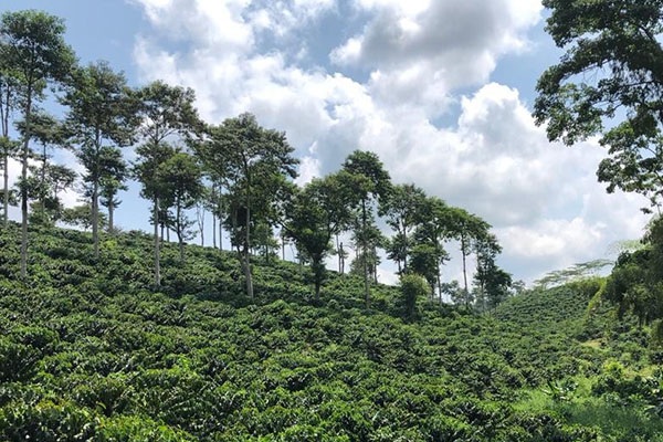 Know Our Coffee - Know Our Food